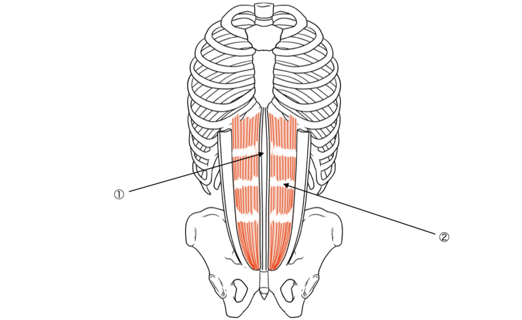 腹筋のパック数は決まっている？ 4・6・8パックをトレーニングで変えられるか？ | 初心者向けスポーツジム フィットメソッド ／ 札幌